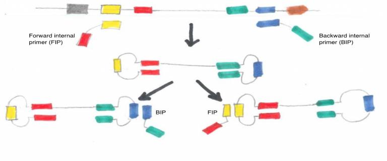 Loop-mediated isothermal amplification (LAMP) – DNAdots by miniPCR