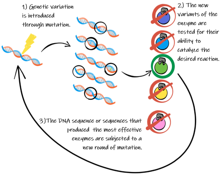 Directed evolution – DNAdots by miniPCR